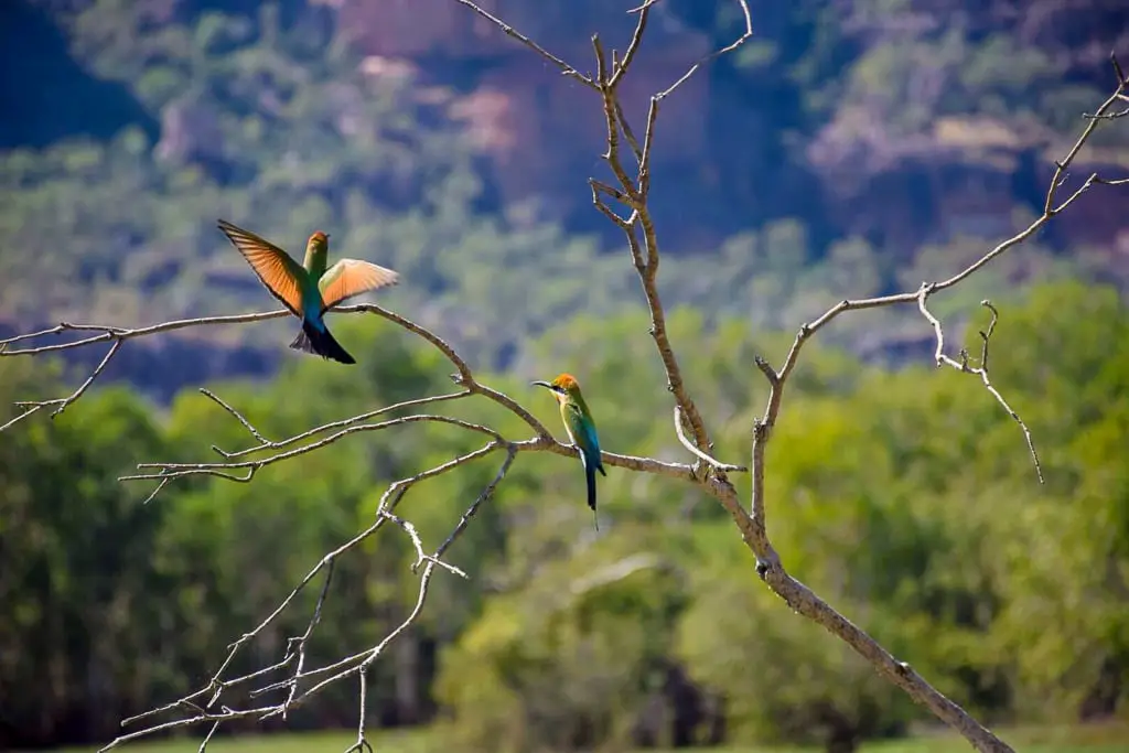 The 6 Seasons of Kakadu - time your visit perfectly | Aussie Mob