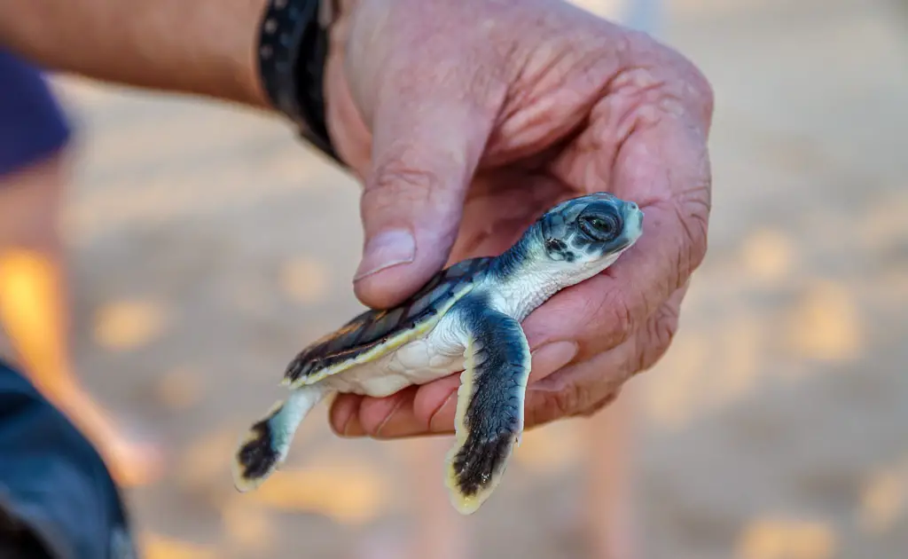Turtle Tracks - the Journey to Bare Sand Island | Aussie Mob