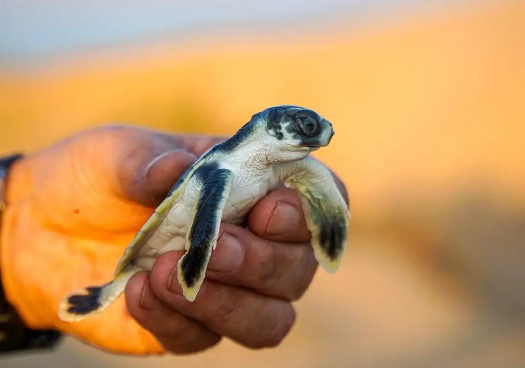 Discover Australia's Northern Territory | Aussie Mob