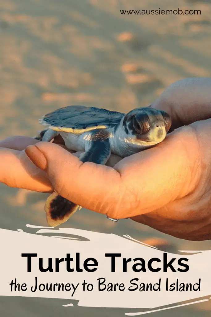 Turtle Tracks - the Journey to Bare Sand Island | Aussie Mob